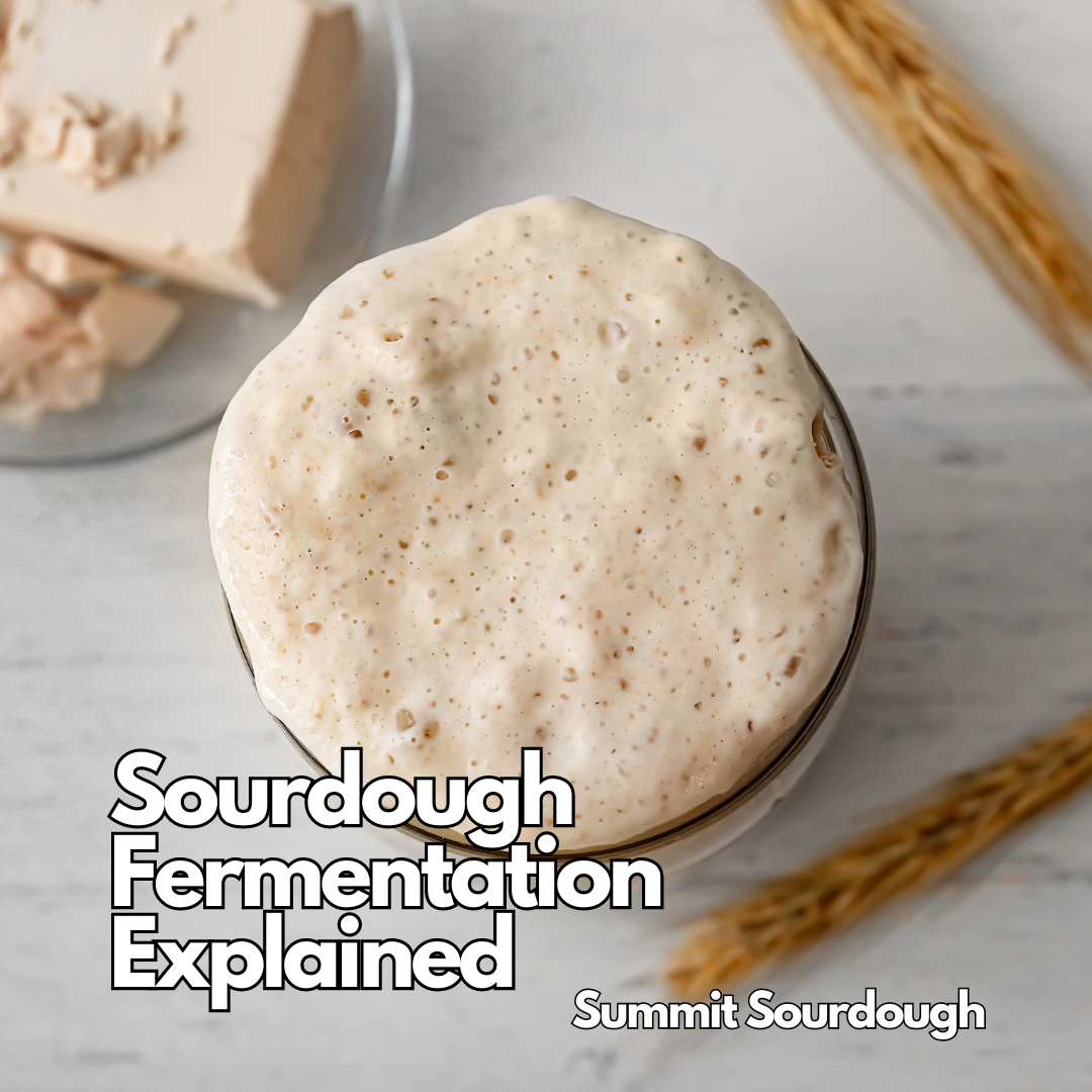 Sourdough Starter Fermentation Explained: How Wild Yeast and Bacteria ...